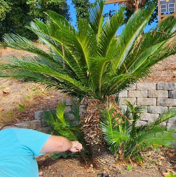 Other | Sago Palm Tree Baby Plants | Poshmark